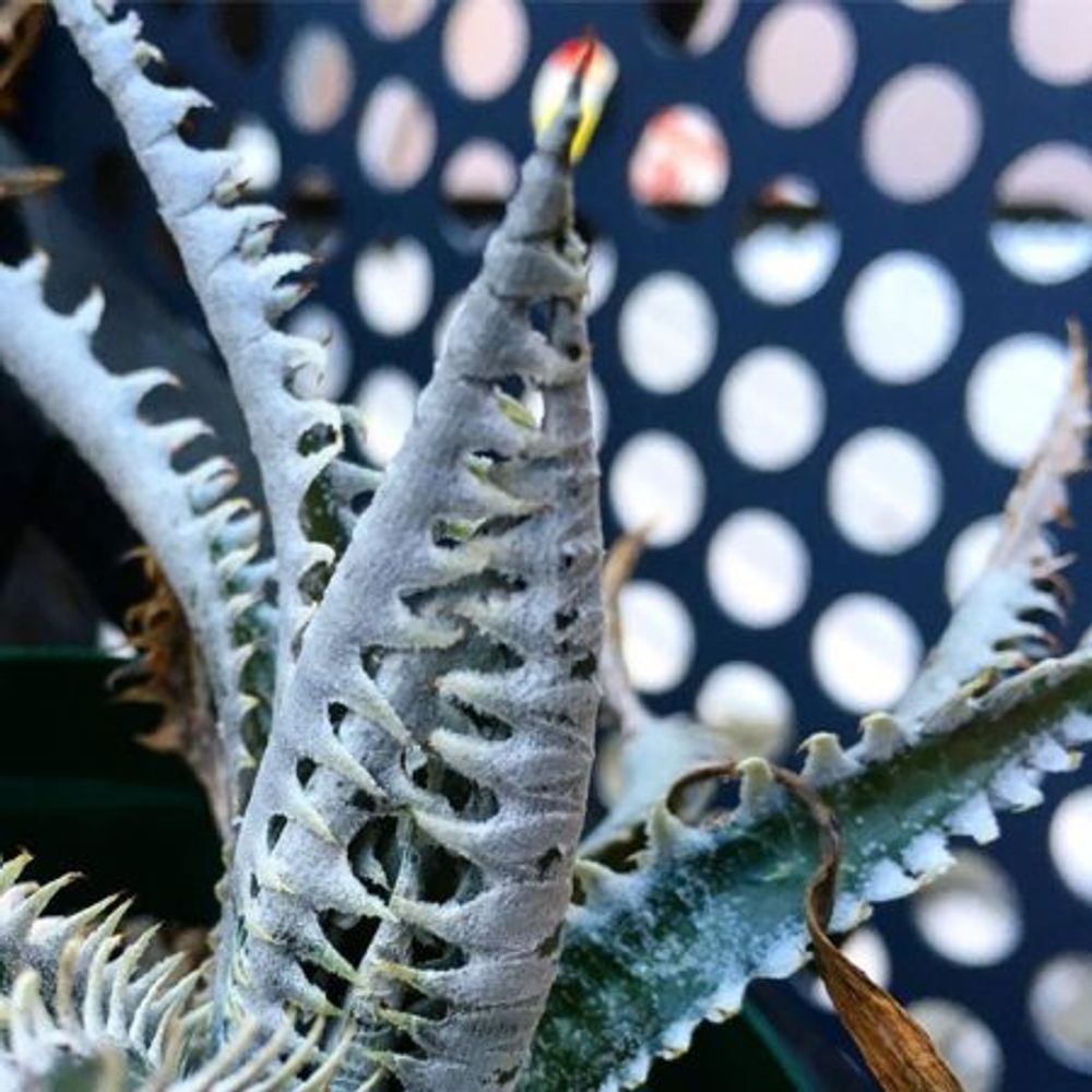 大阪のサボテン・多肉専門店をご紹介！｜🍀GreenSnap（グリーンスナップ）