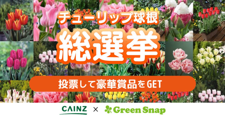 【結果発表】CAINZ☓GreenSnapの総選挙シリーズの第6弾『チューリップ球根総選挙』