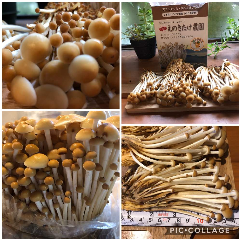 【CAINZ】きのこのモニターまとめ記事