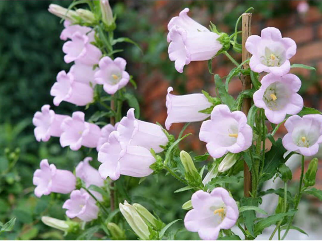 カンパニュラの花言葉｜種類や花の特徴、花束におすすめ！｜🍀greensnap（グリーンスナップ）