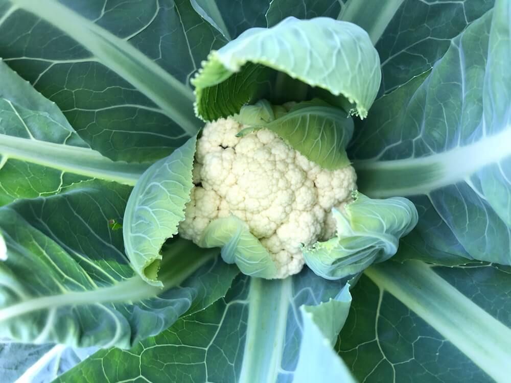 ブロッコリーの種類｜似ているロマネスコ、カリフラワーとはどんな野菜？｜🍀greensnap（グリーンスナップ）