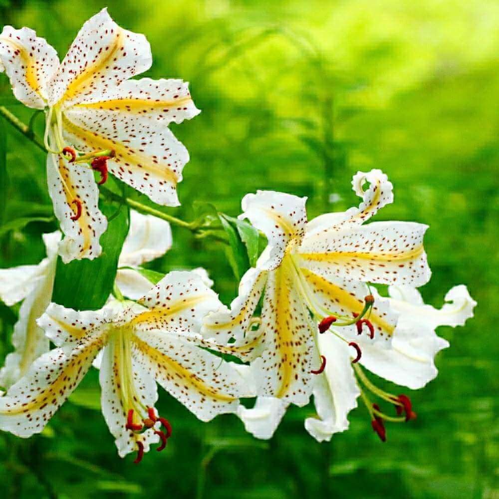 ヤマユリの花言葉｜意味や種類、花の特徴は？｜🍀greensnap（グリーンスナップ）