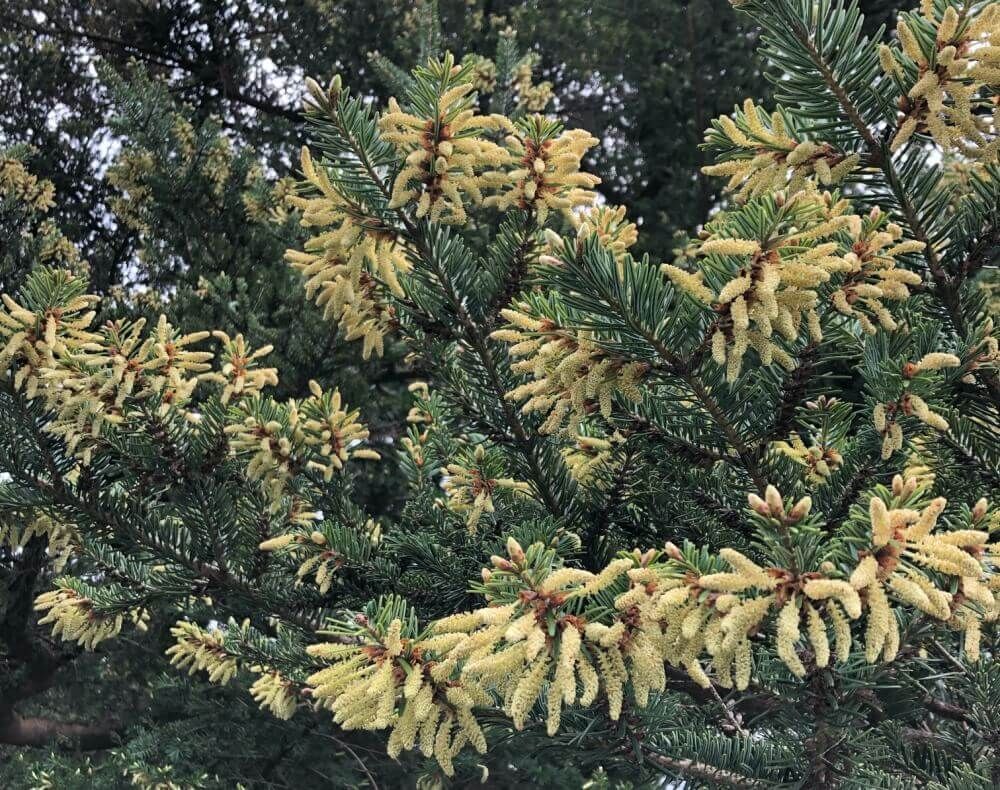 針葉樹とは｜代表的な種類や広葉樹との違いは？｜🍀greensnap（グリーンスナップ）