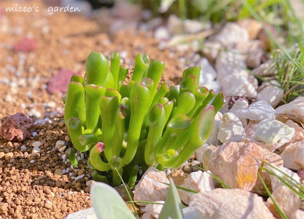 金のなる木の種類｜花の咲きやすさが違う？代表的な品種を画像で紹介｜🍀greensnap（グリーンスナップ）
