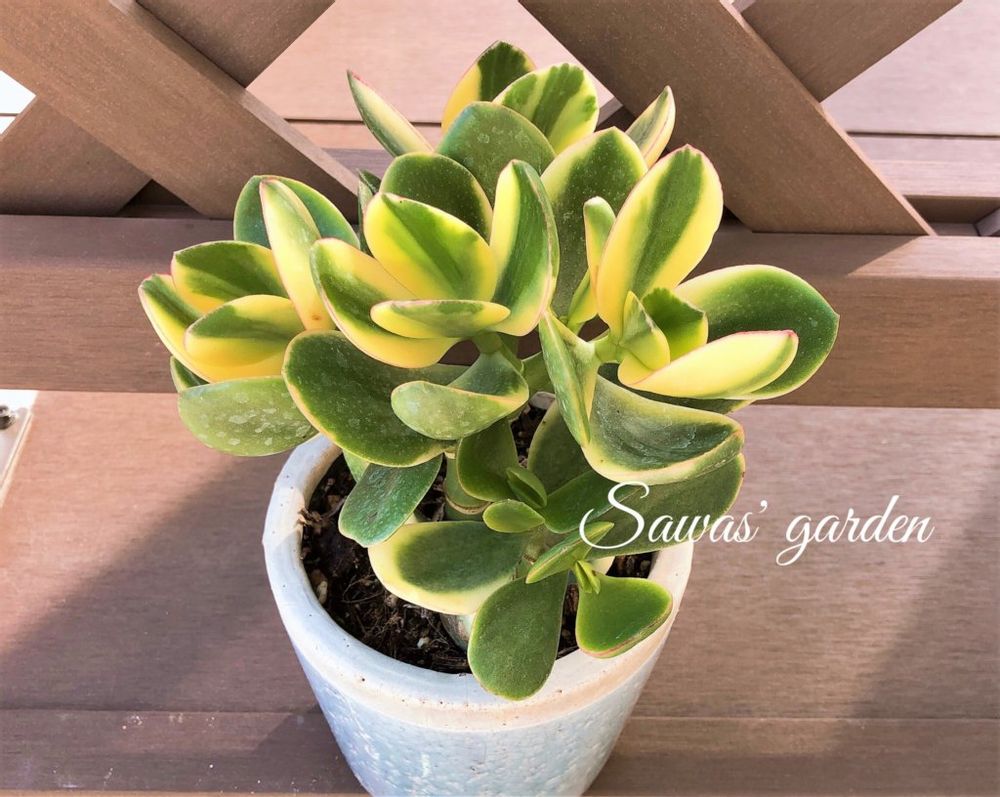 金のなる木の種類｜花の咲きやすさが違う？代表的な品種を画像で紹介｜🍀greensnap（グリーンスナップ）