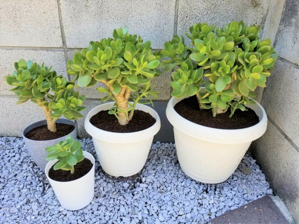 金のなる木の種類｜花の咲きやすさが違う？代表的な品種を画像で紹介｜🍀greensnap（グリーンスナップ）