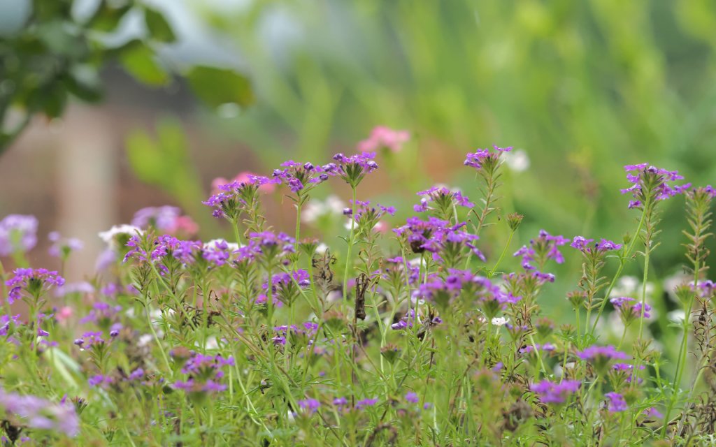 アレチハナガサ