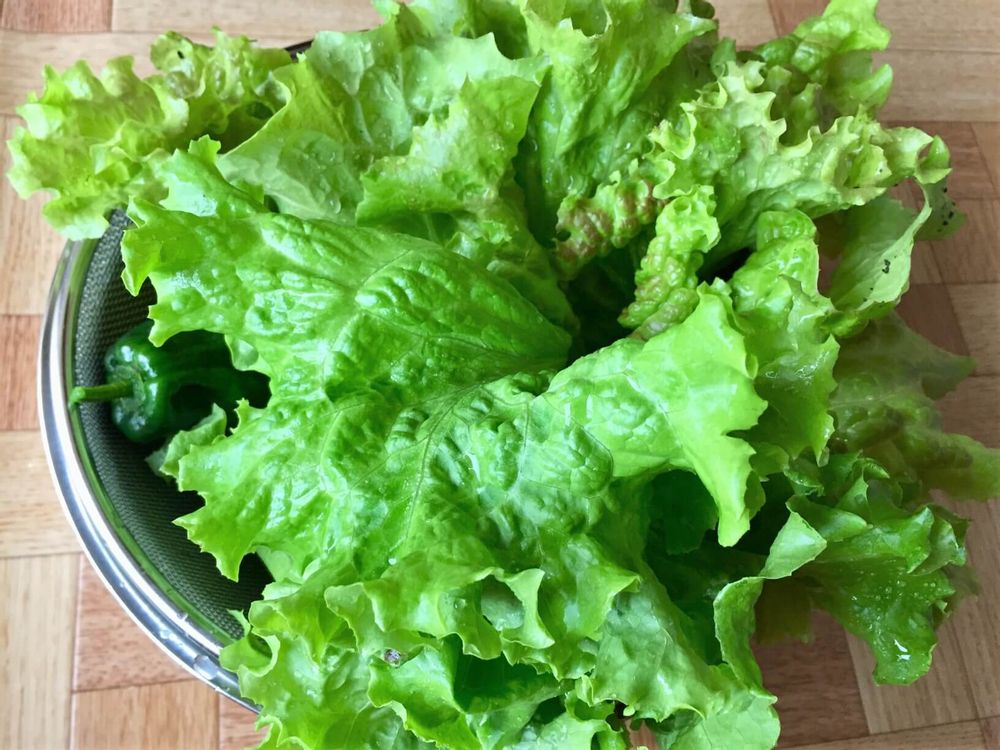 キャベツとレタスの違い|見た目や手触り、重さなどの見分け方は?|🍀greensnap(グリーンスナップ)
