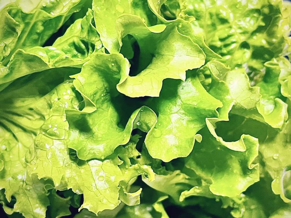 キャベツとレタスの違い|見た目や手触り、重さなどの見分け方は?|🍀greensnap(グリーンスナップ)