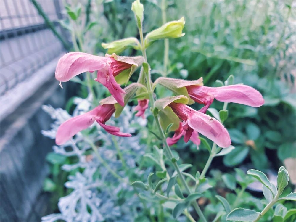 セージの種類を写真つきでご紹介!食用や観賞用におすすめなのは?|🍀greensnap(グリーンスナップ)