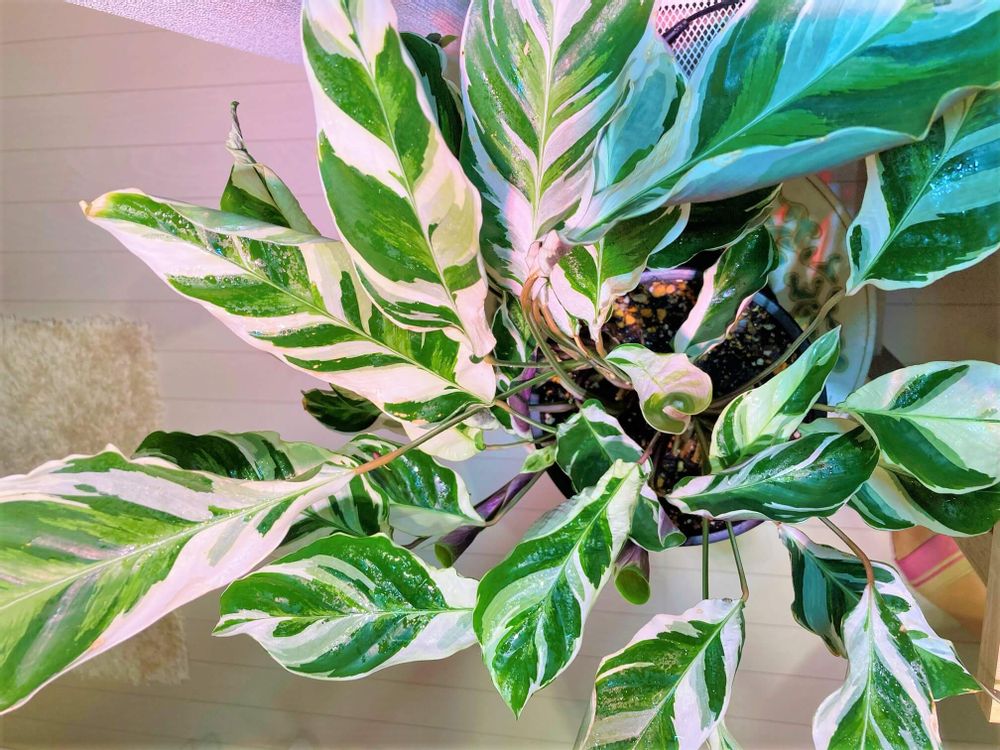 カラテアの種類と特徴|人気があるものや珍しい品種は?|🍀greensnap(グリーンスナップ)