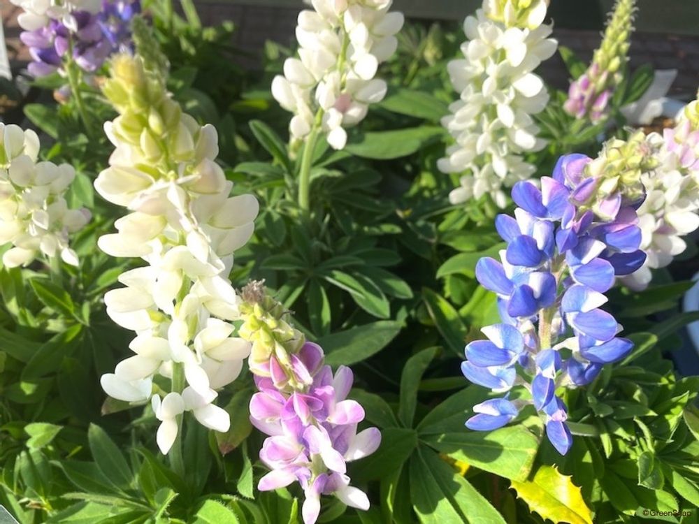 ストックの花言葉｜色別の意味や花の種類、花束がおすすめ？｜🍀greensnap（グリーンスナップ）