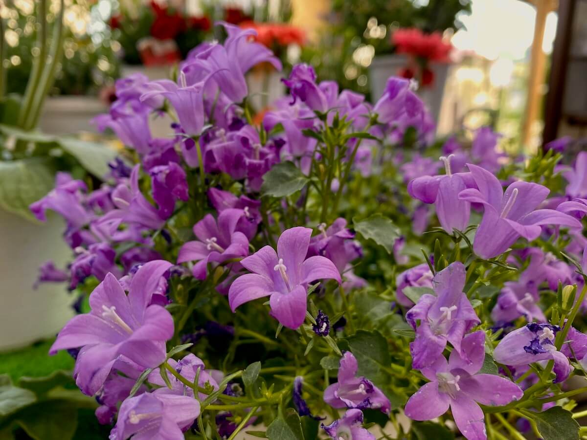 カンパニュラの花言葉|怖い意味もある?種類や花の特徴は?|🍀greensnap(グリーンスナップ)