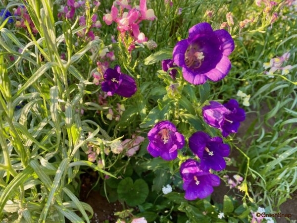 カンパニュラの花言葉｜怖い意味もある？種類や花の特徴は？
